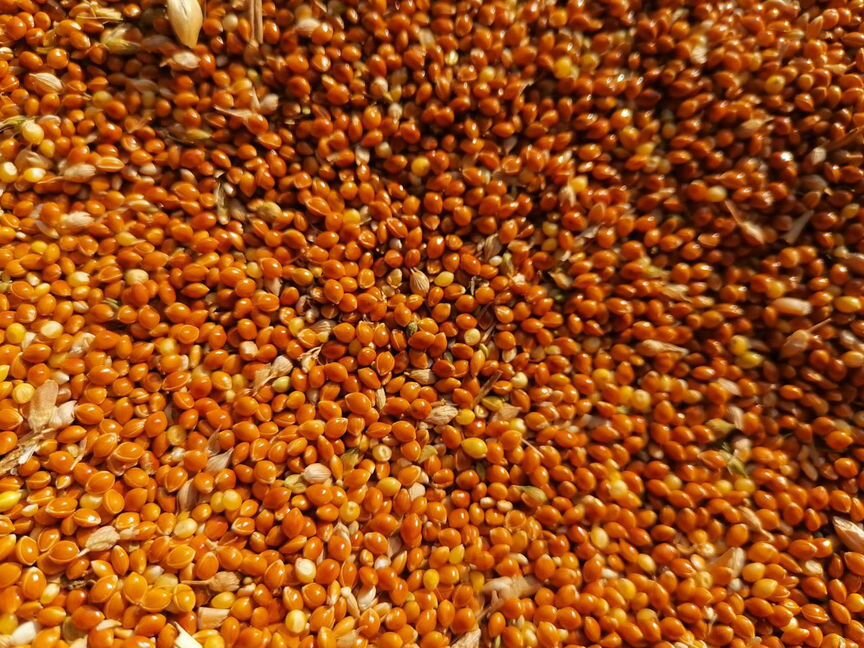 Просо красное