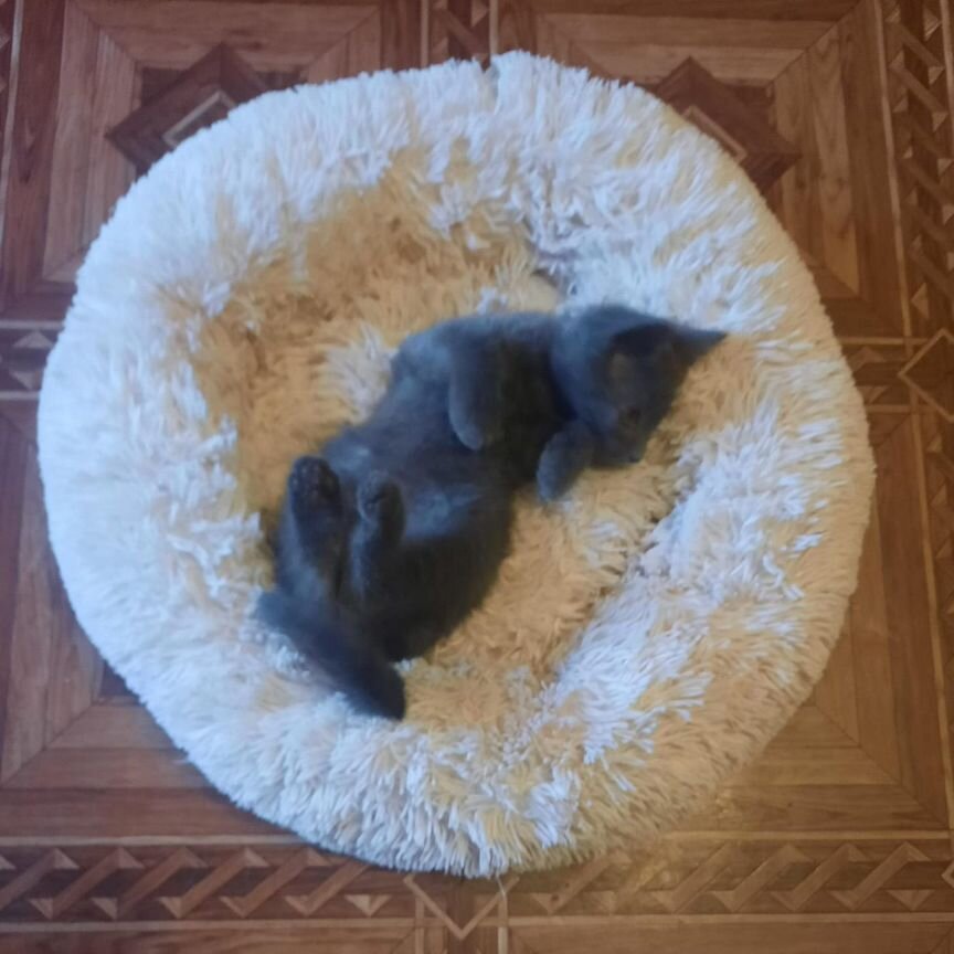 Котята в добрые руки бесплатно
