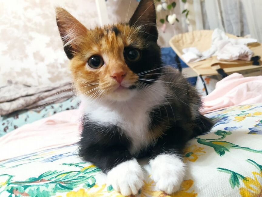 Котенка девочка 2 мес