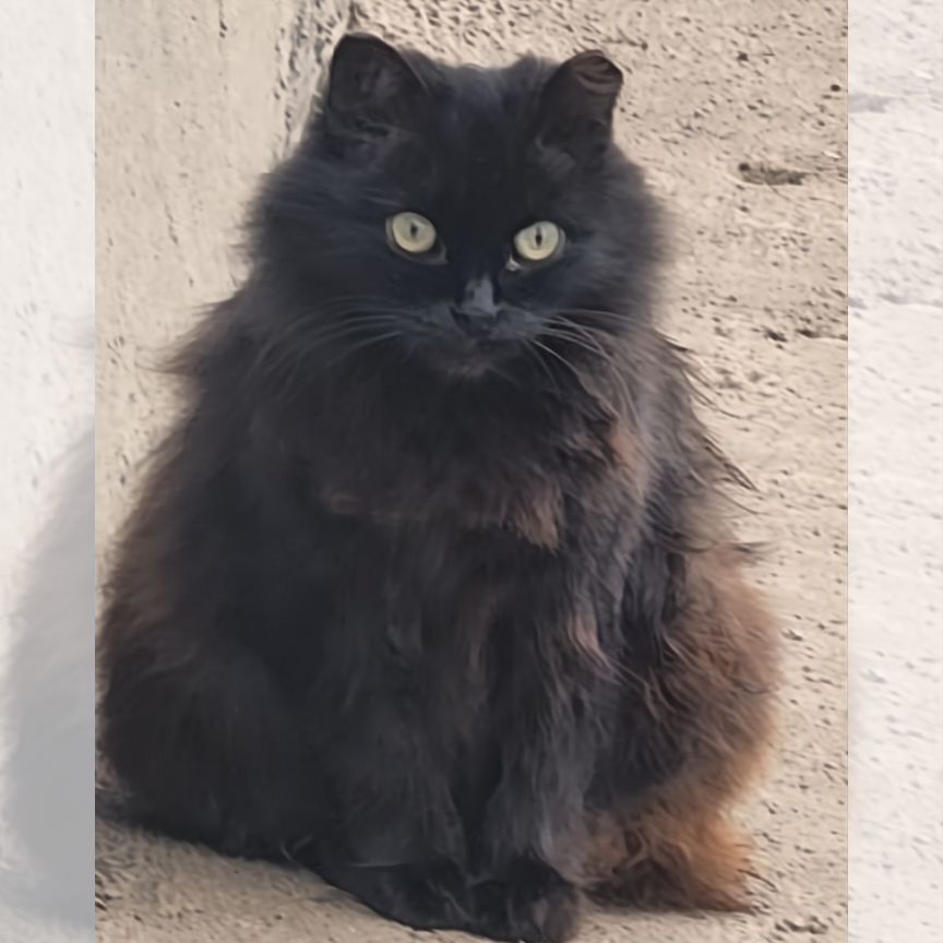 Взрослый кот в добрые руки