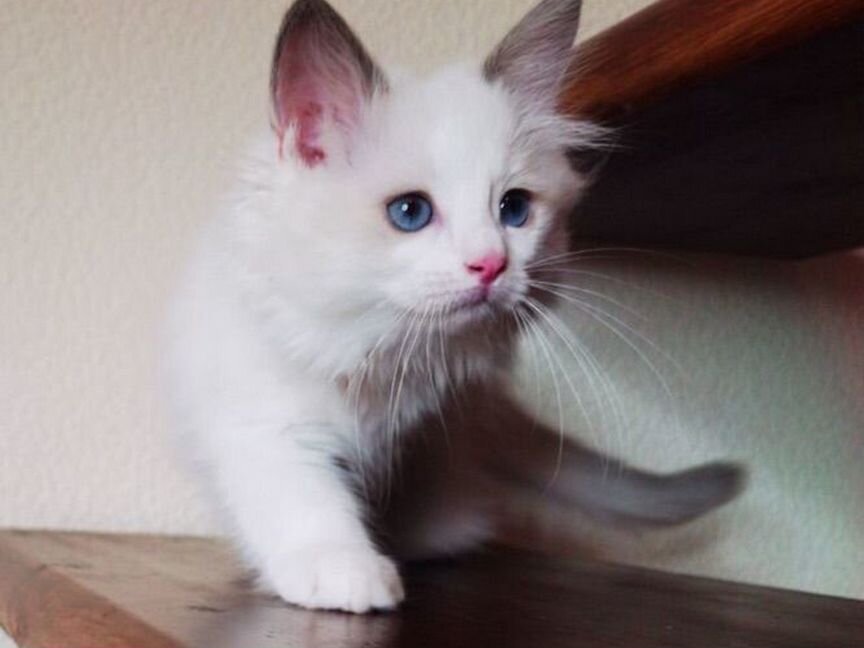 Котенок рэгдолл