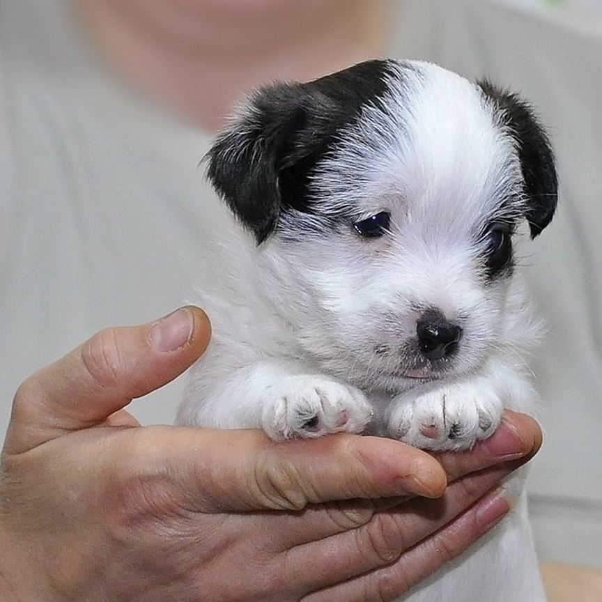 Джек-рассел-терьер, щенок