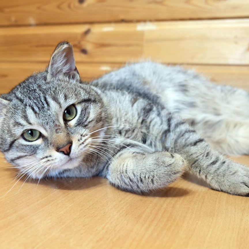 Кот дымчатый с хорошим характером