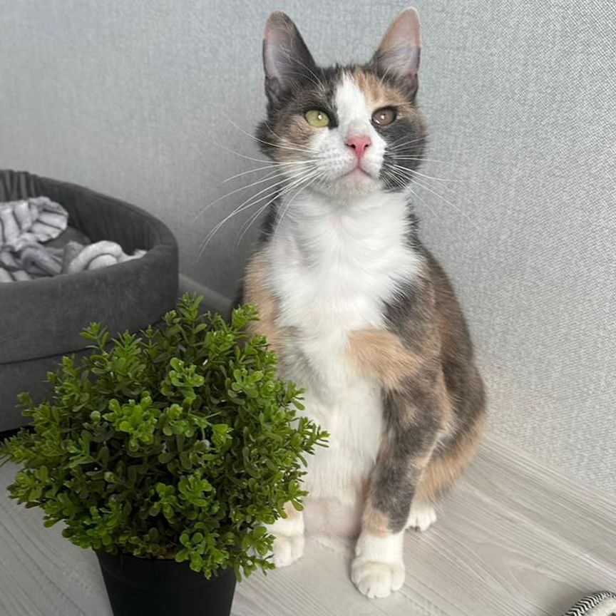 Взрослая, кошка в добрые руки