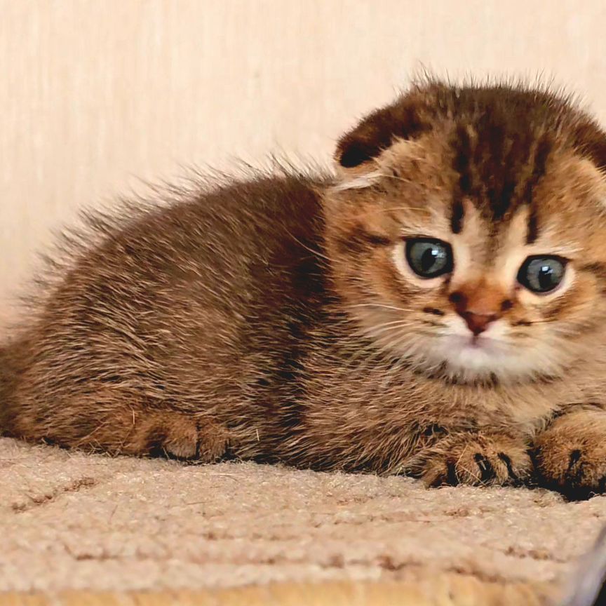 Шоколадный заяц