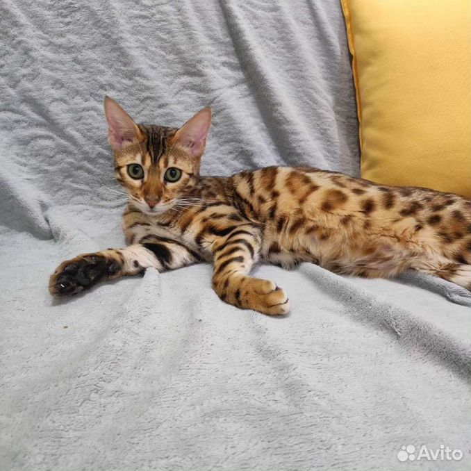 Бенгальская кошечка, 1г. 4мес. только с 29-31.07
