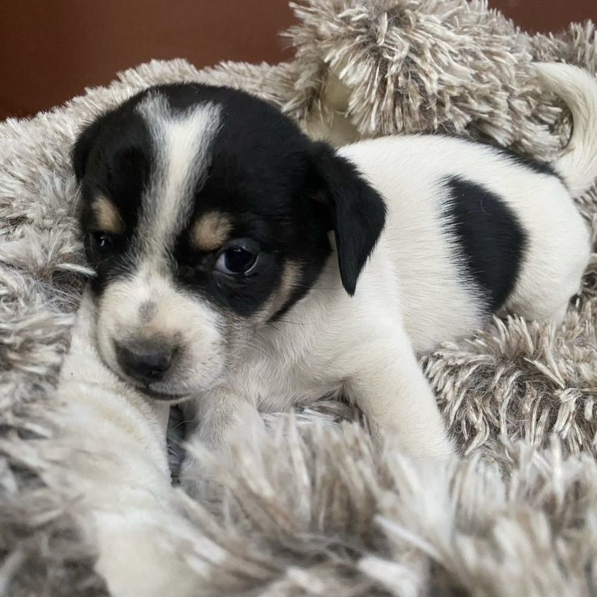 Щенки маленькой сабаки