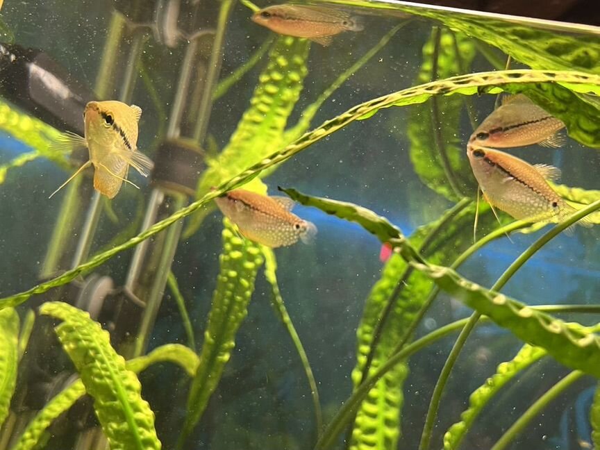 Отдам даром рыбок