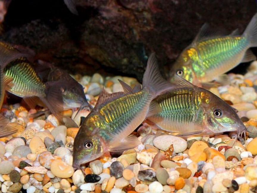 Коридорас брохис изумрудный