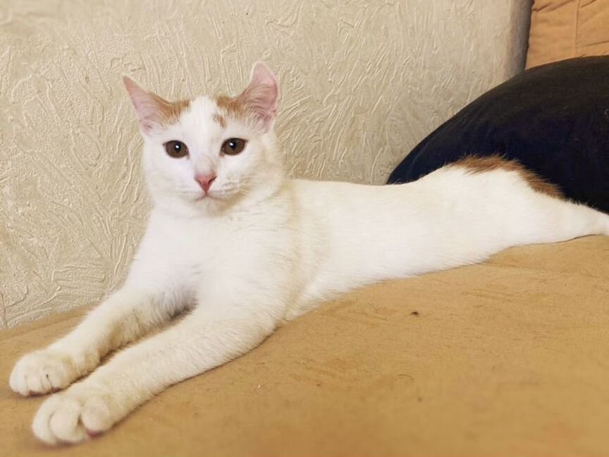 Котенок мальчик 5 месяцев