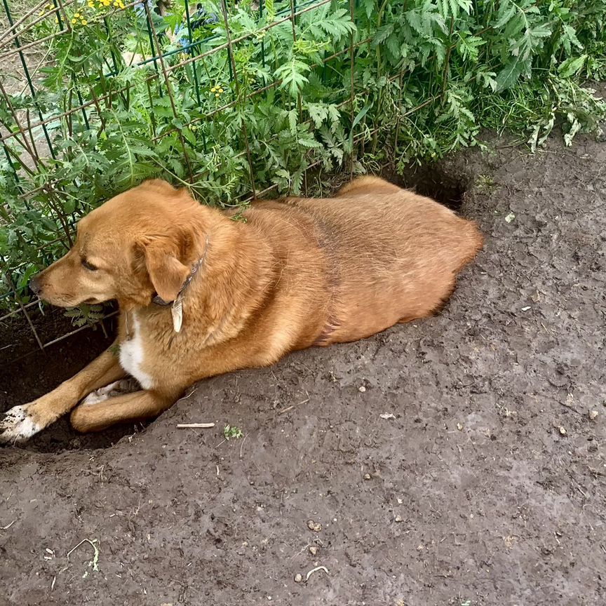 Собака в беде в добрые руки