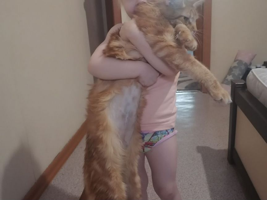 Кошки майкун