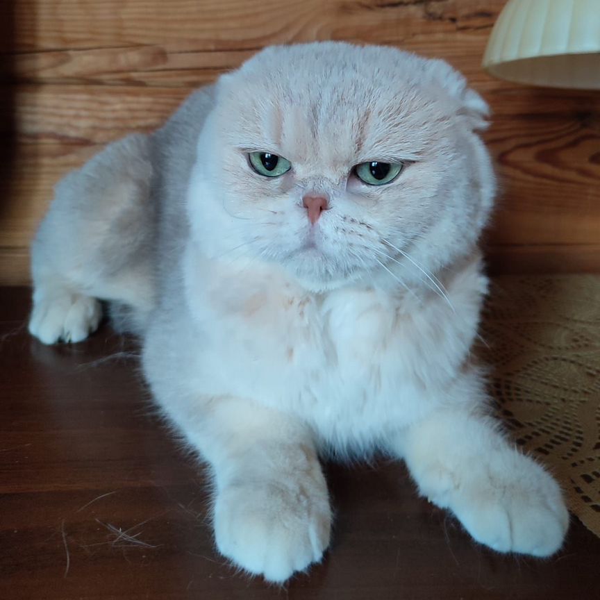 Лиловый золотой котик