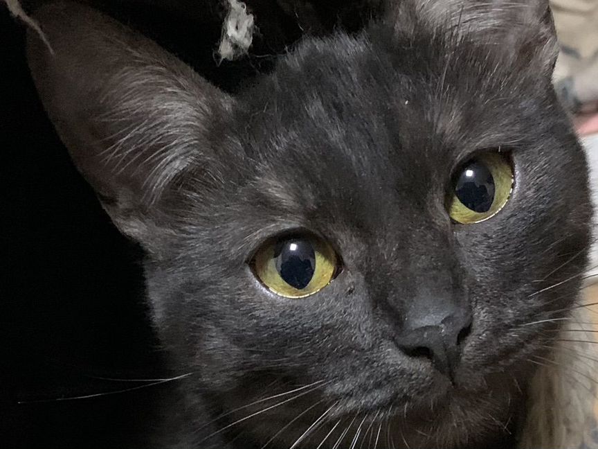 Сладкая Булочка