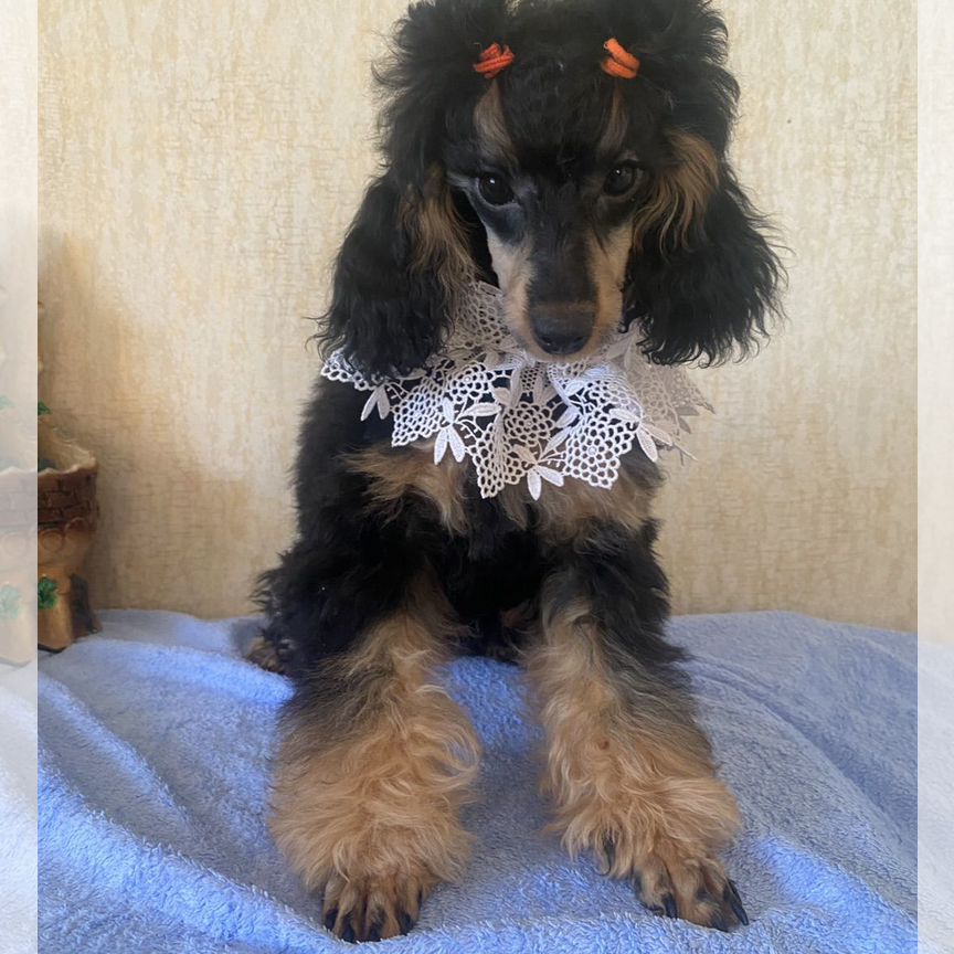 Карликовый пудель, щенок