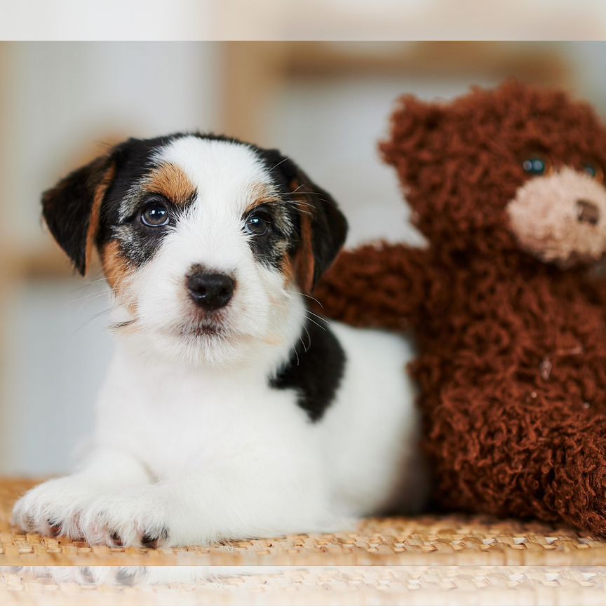 Джек-рассел-терьер, щенок