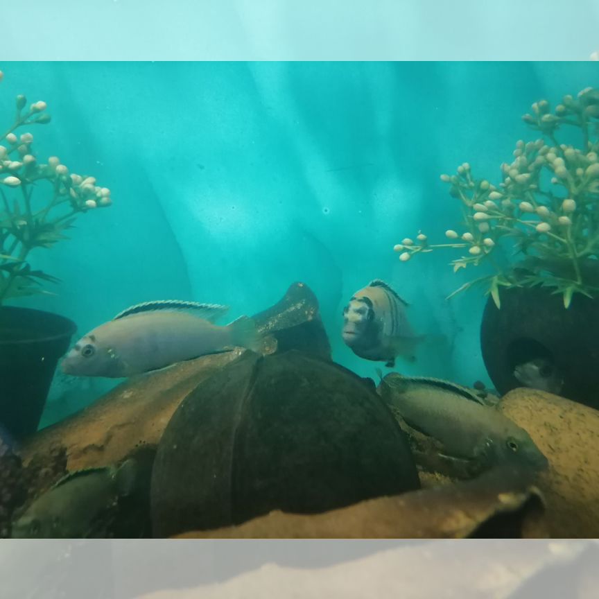 Малавийские цихлиды