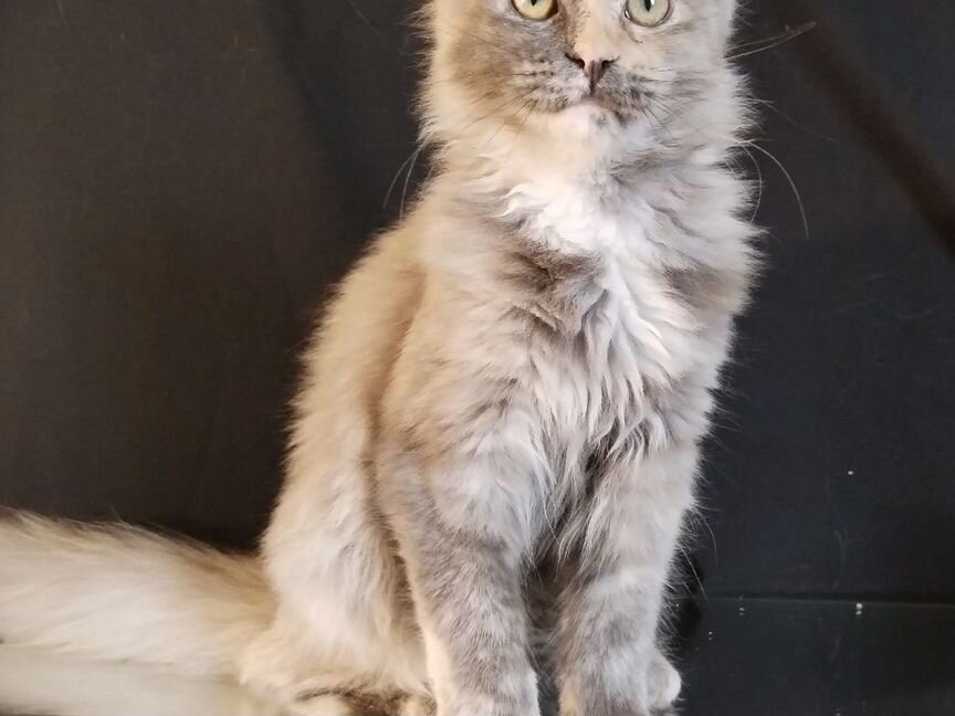 Кошечка Мейн Кун