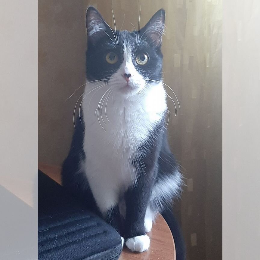 Взрослая кошка в добрые руки