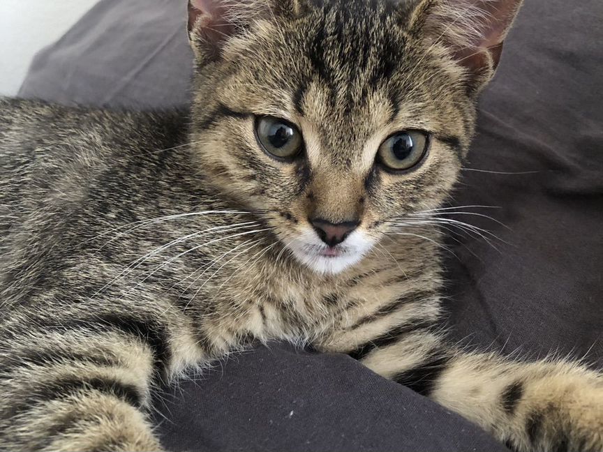 Кот Бонифаций