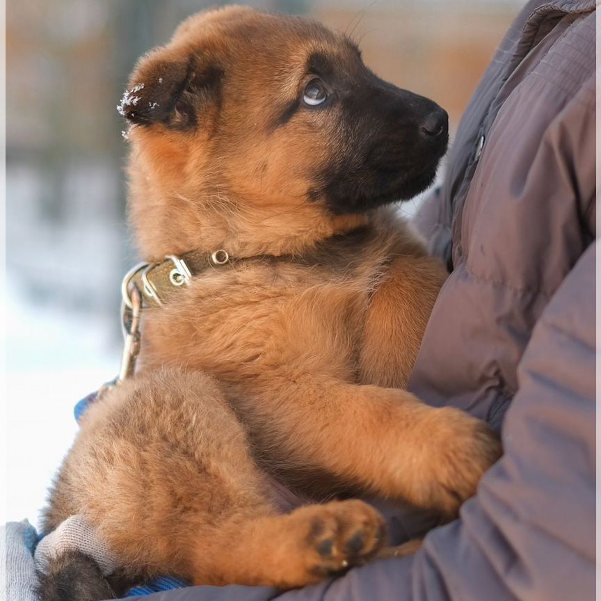 Щенок в добрые руки