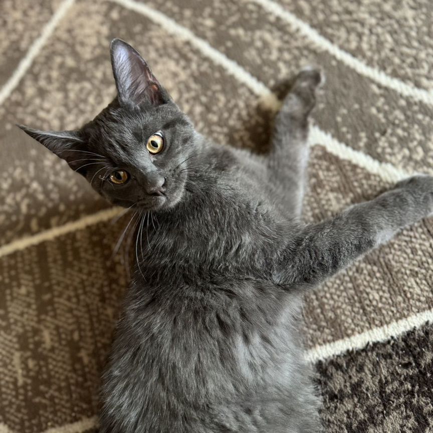 Мейкун бесплатно нальчик