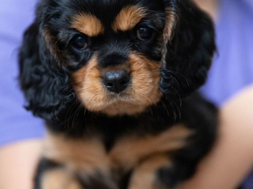 Кавалер кинг чарльз спаниель щеночки