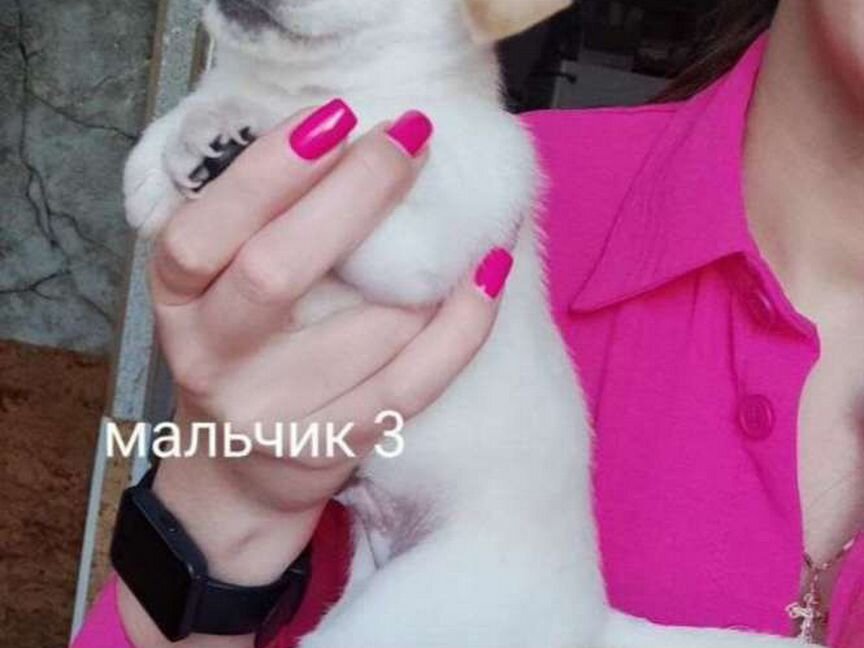 С Р О Ч Н О чихуахуа мальчик мини