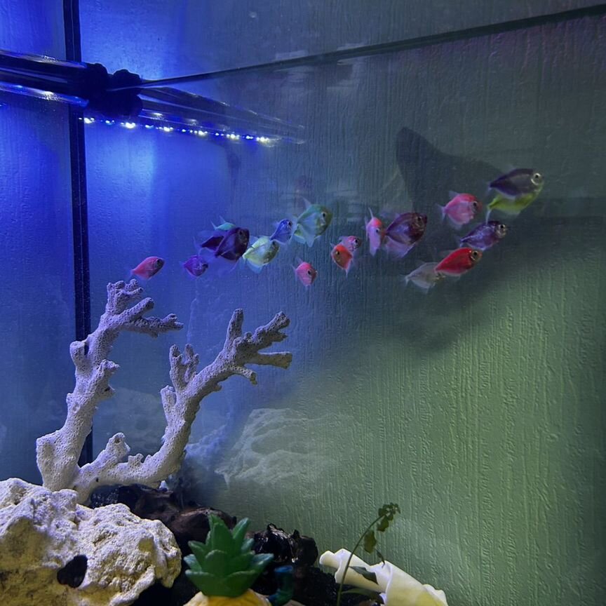 Рыбки тернеции