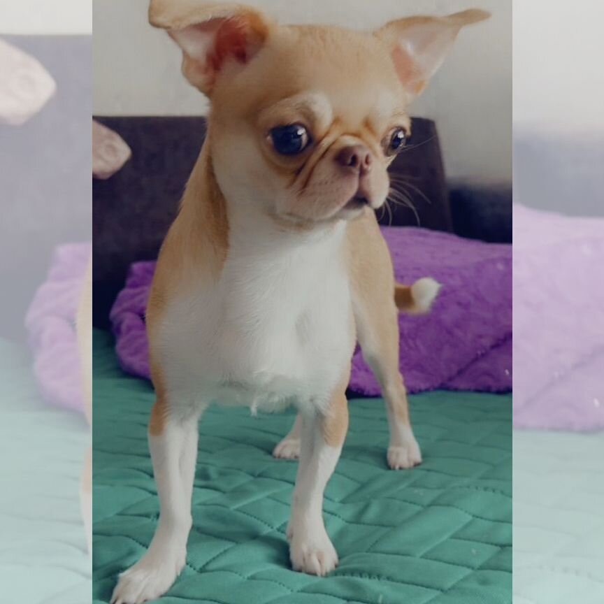 В хорошие руки мальчик