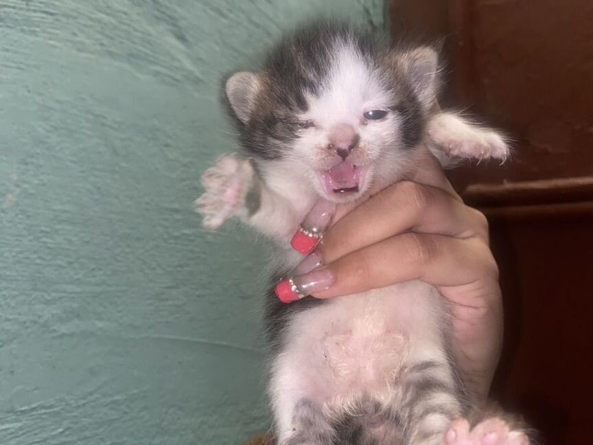 Котёнок в добрые руки