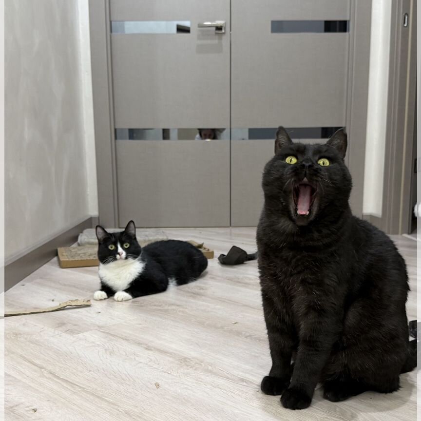 Взрослый кот в добрые руки