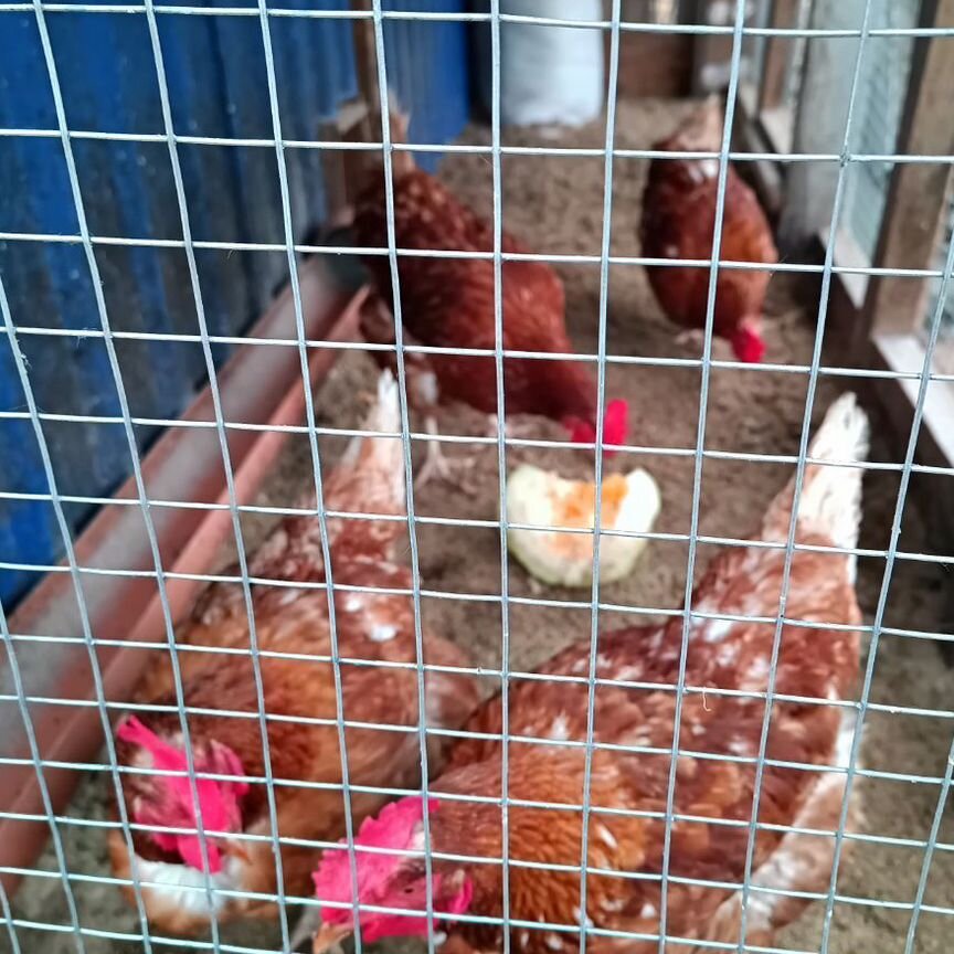 Продам куриц несушек , 4 шт. несутся хорошо