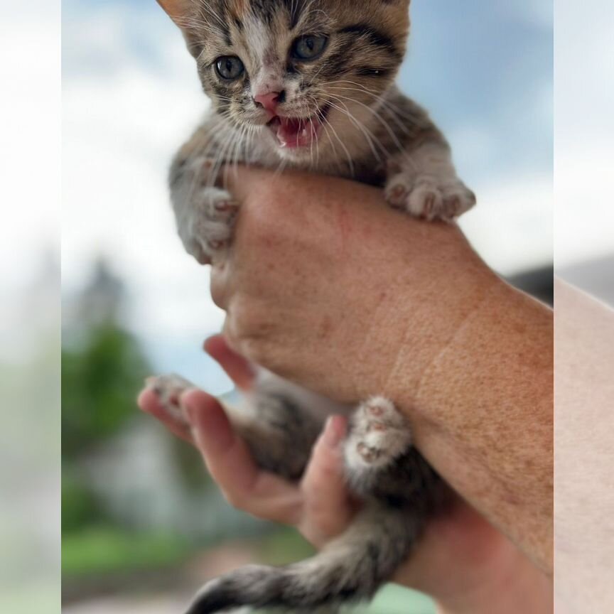 Котята в добрые руки