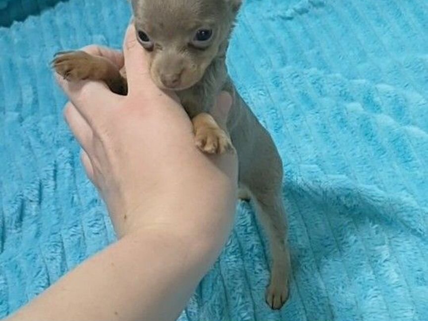 Мальчик тойчик