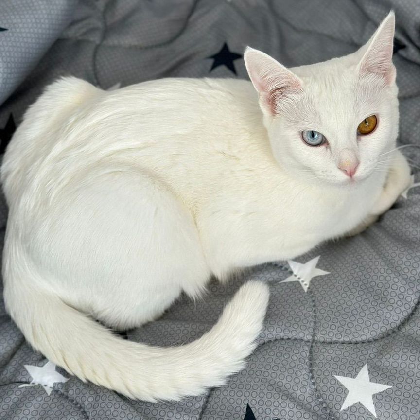 Европейский бурманский котёнок