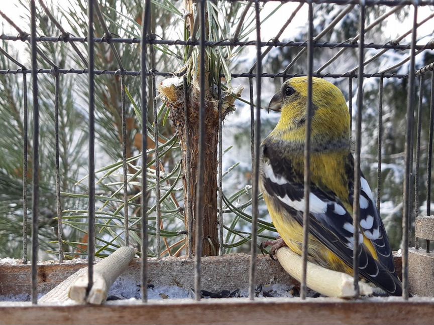 Клёст белокрылый