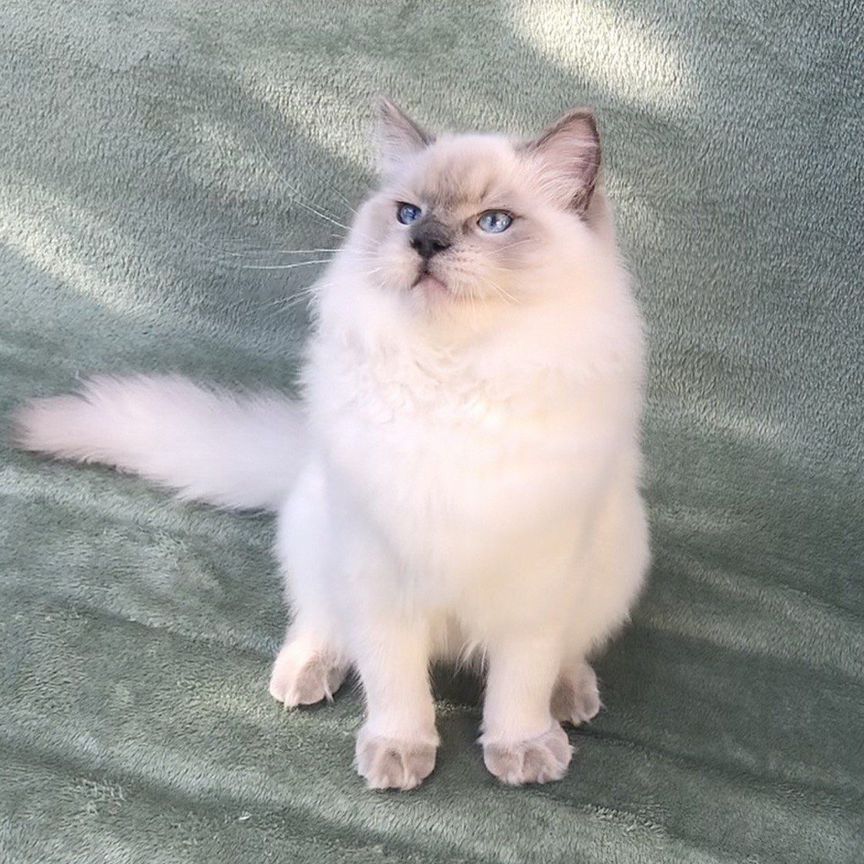 Котик Рэгдолл