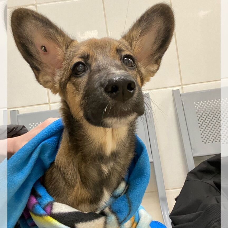 Щенок в добрые руки