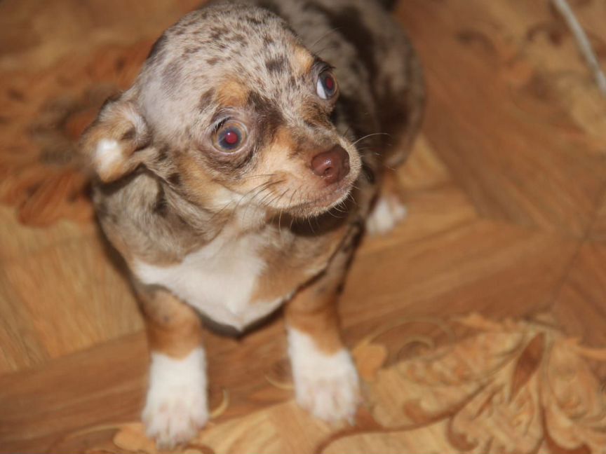 Щенки чихуахуа мини и стандарт подрощенные