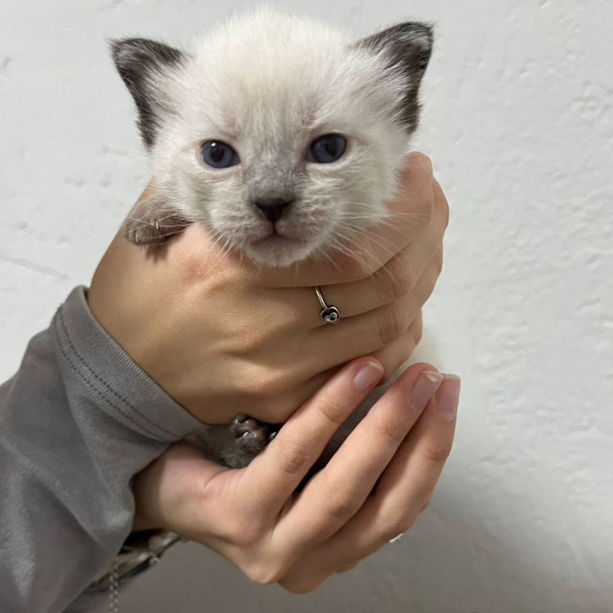 Тайский котёнок