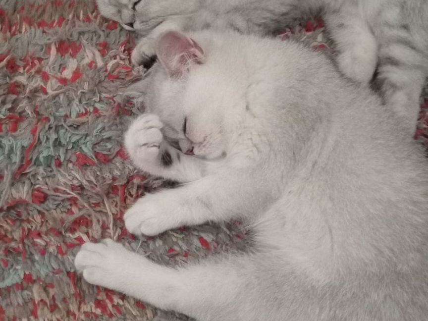 Кошка в дар бесплатно