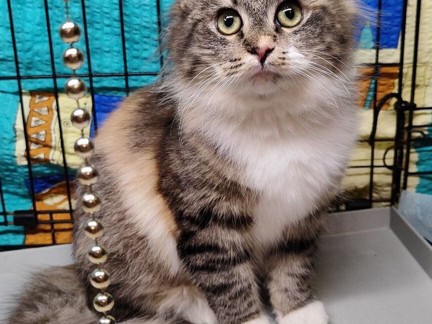 А-ля сибирская кошечка. 5 мес. ласковая