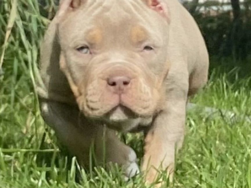 Девочка Американского булли