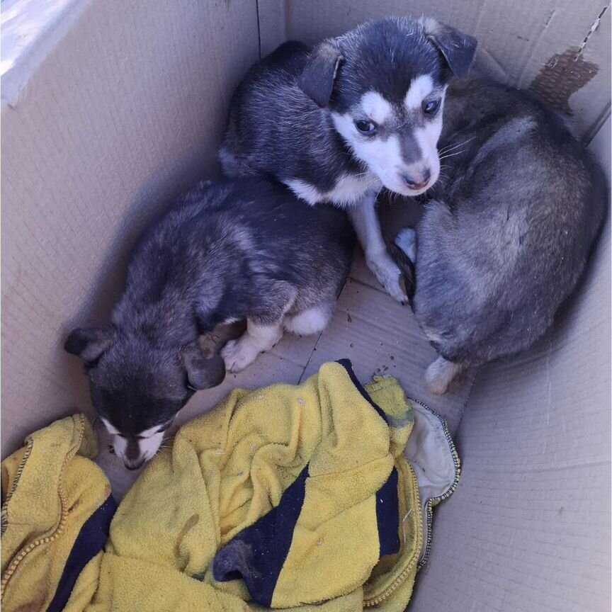 Отдам бесплатно милых щенят