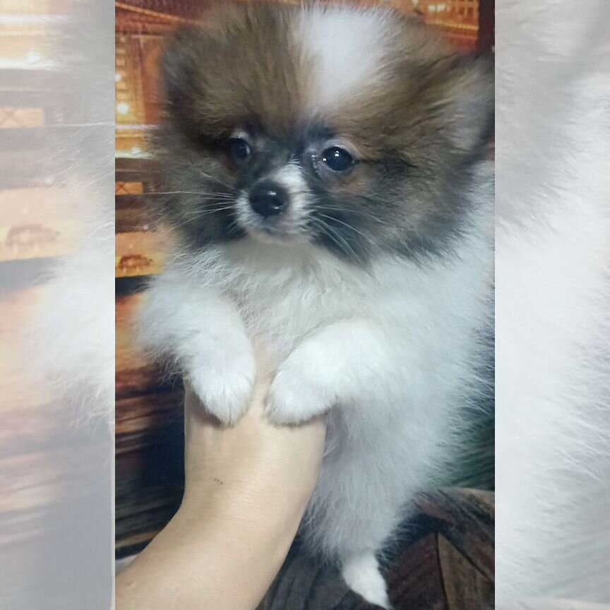 Шпиц девочка