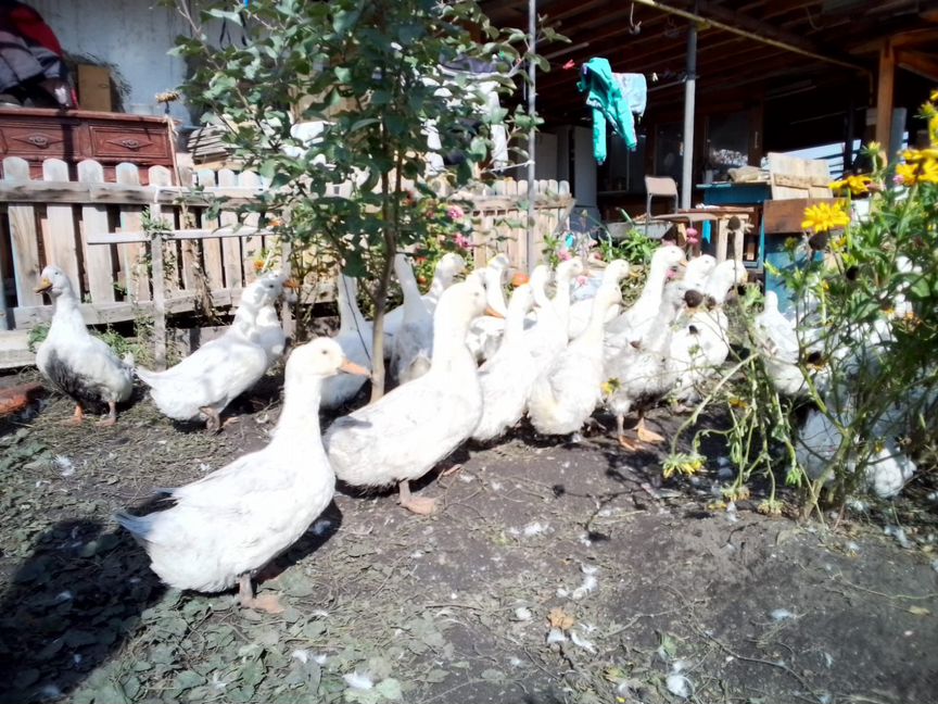 Продам живых уток