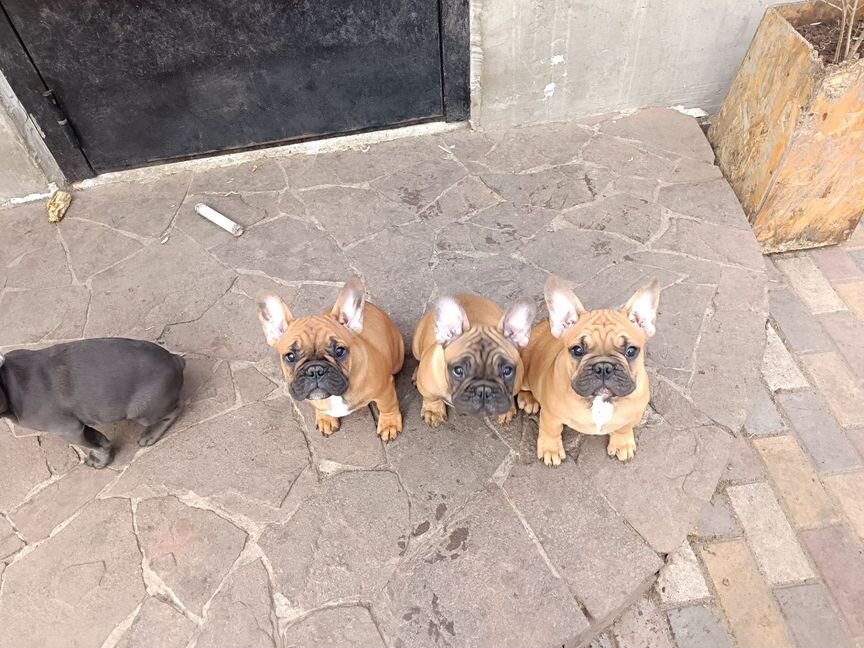 Французские булки