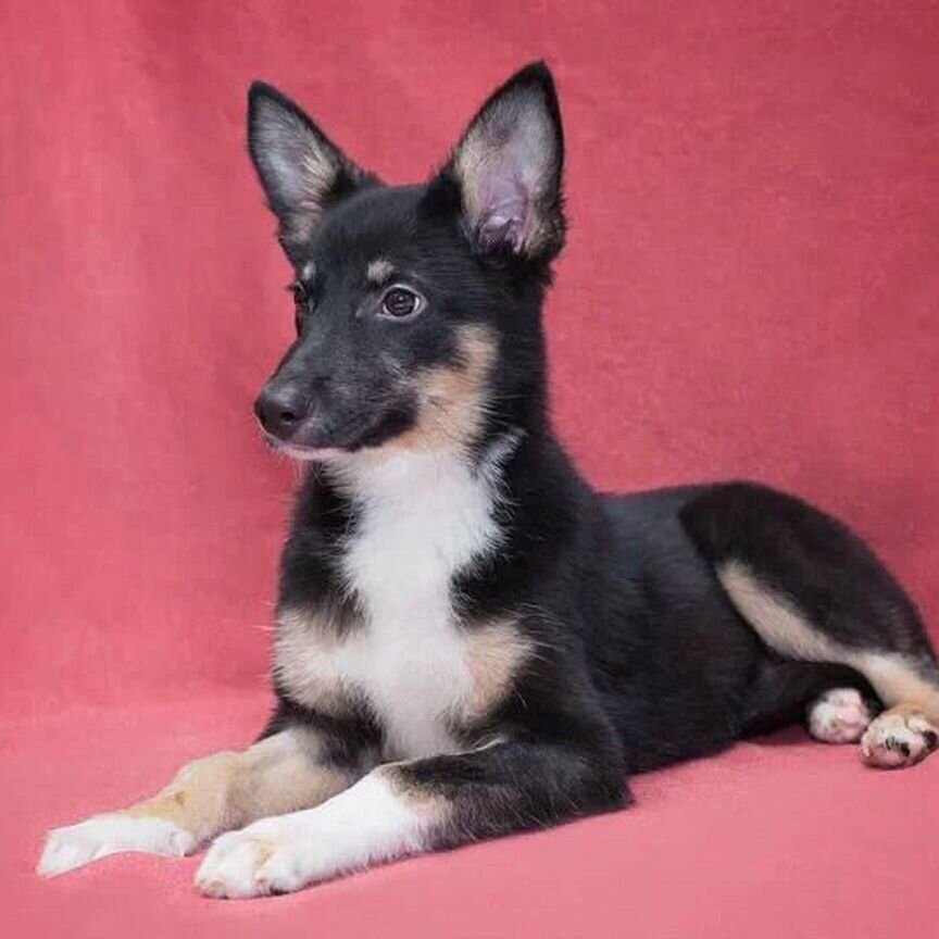 Марта,щенок,не место ей на улице,нужен дом