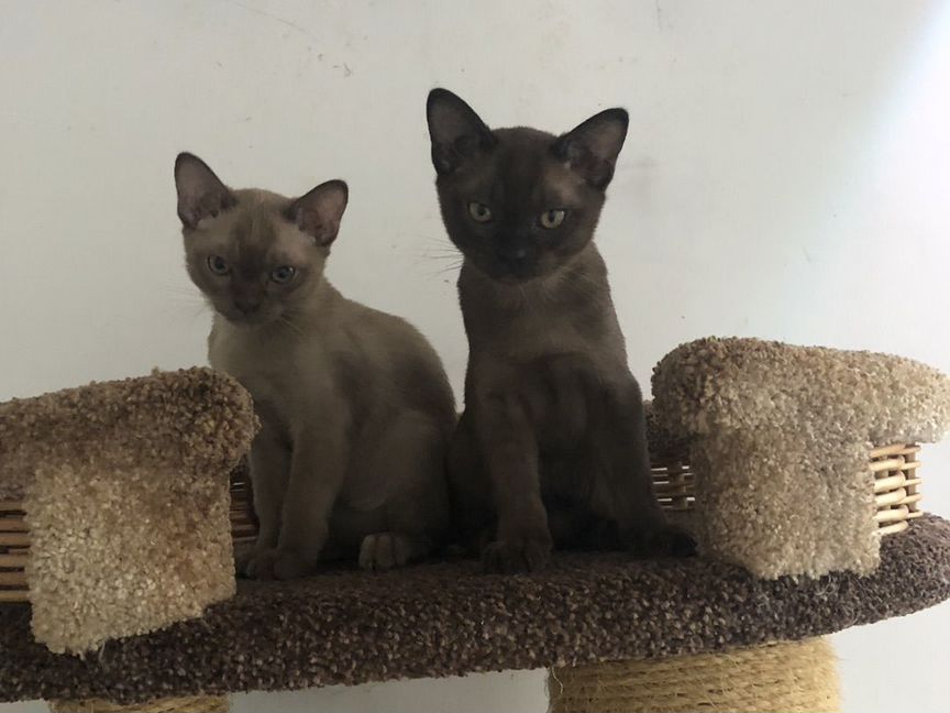 Бурманские котята